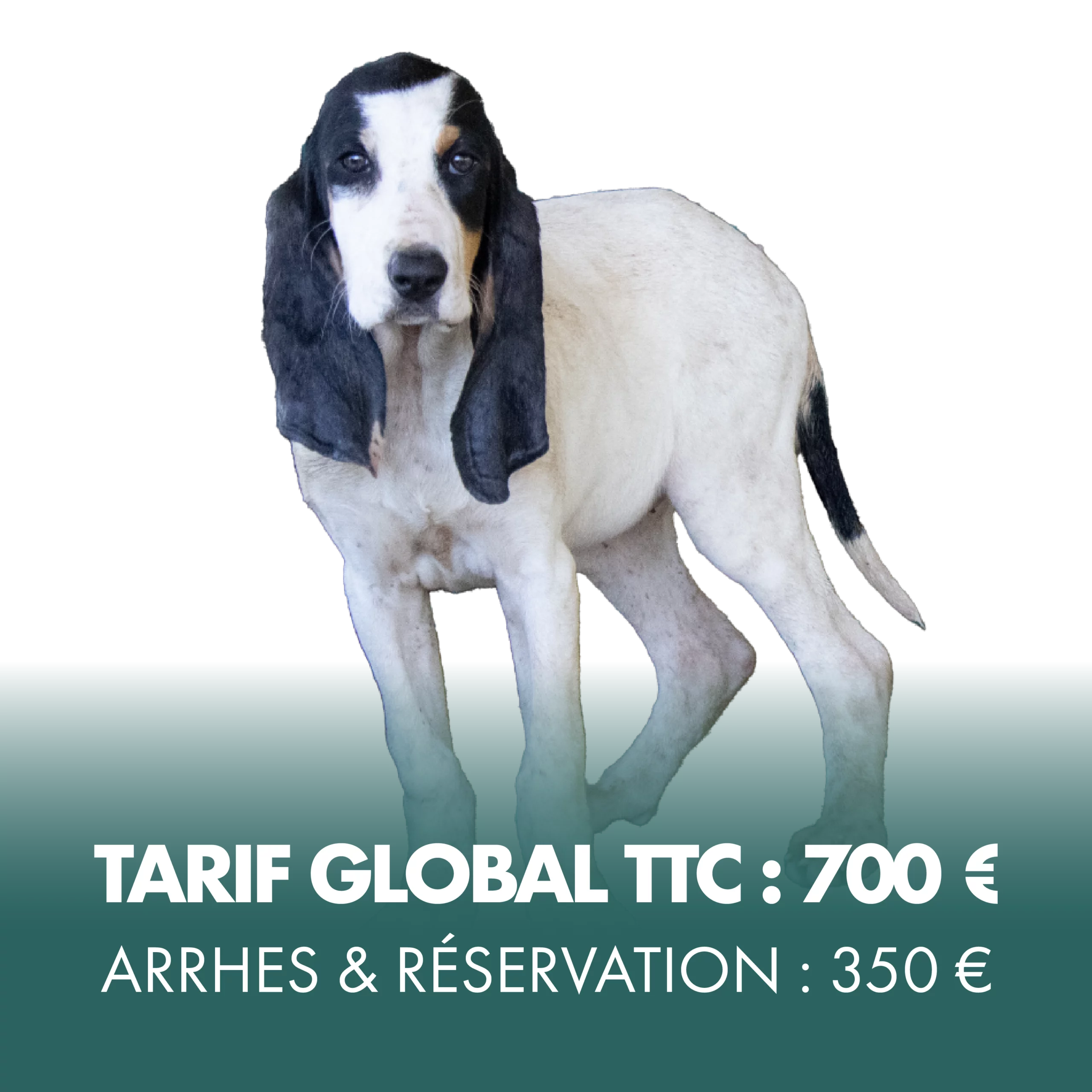 Chiot mâle - Pins de l'Aumônerie